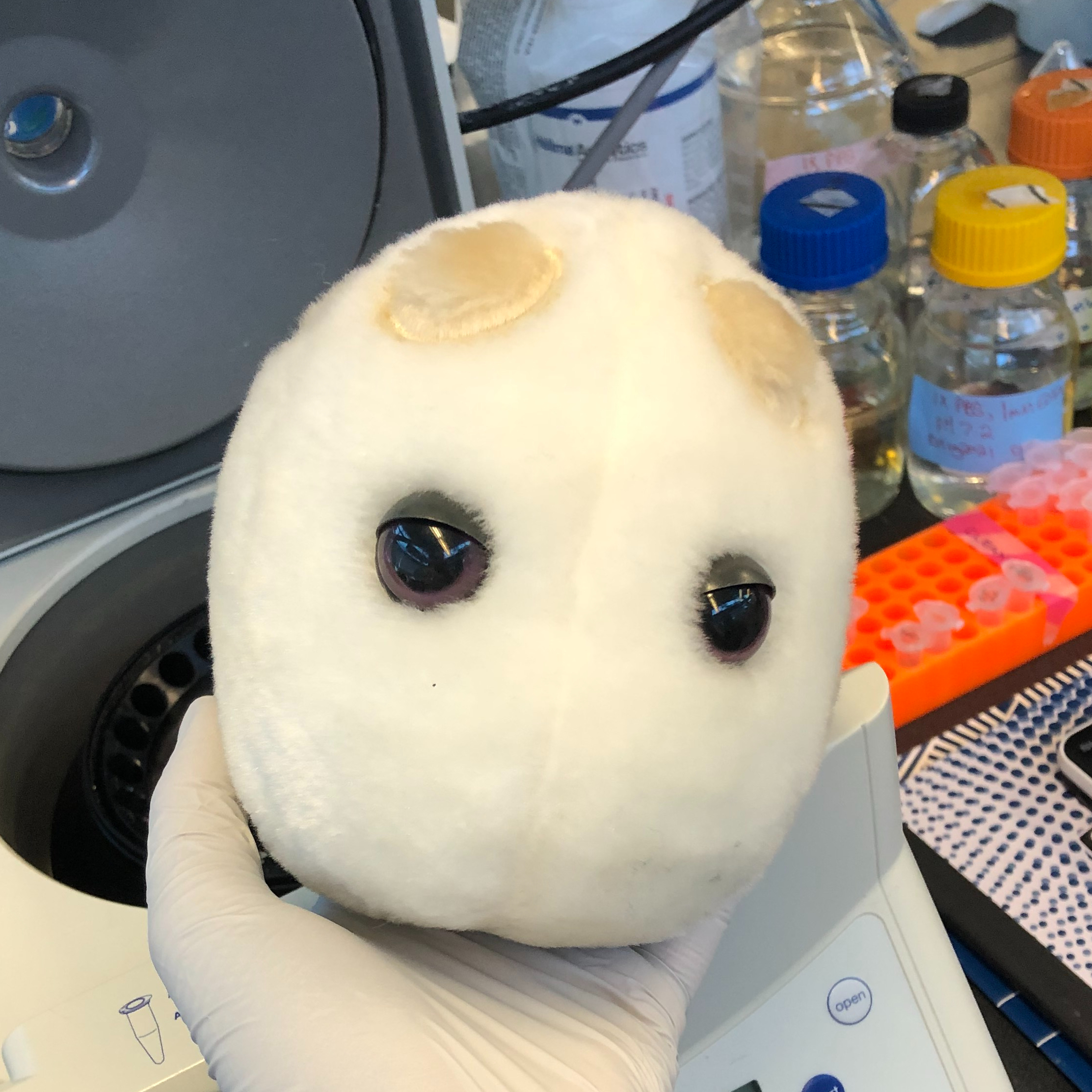 Team – Vogel Lab